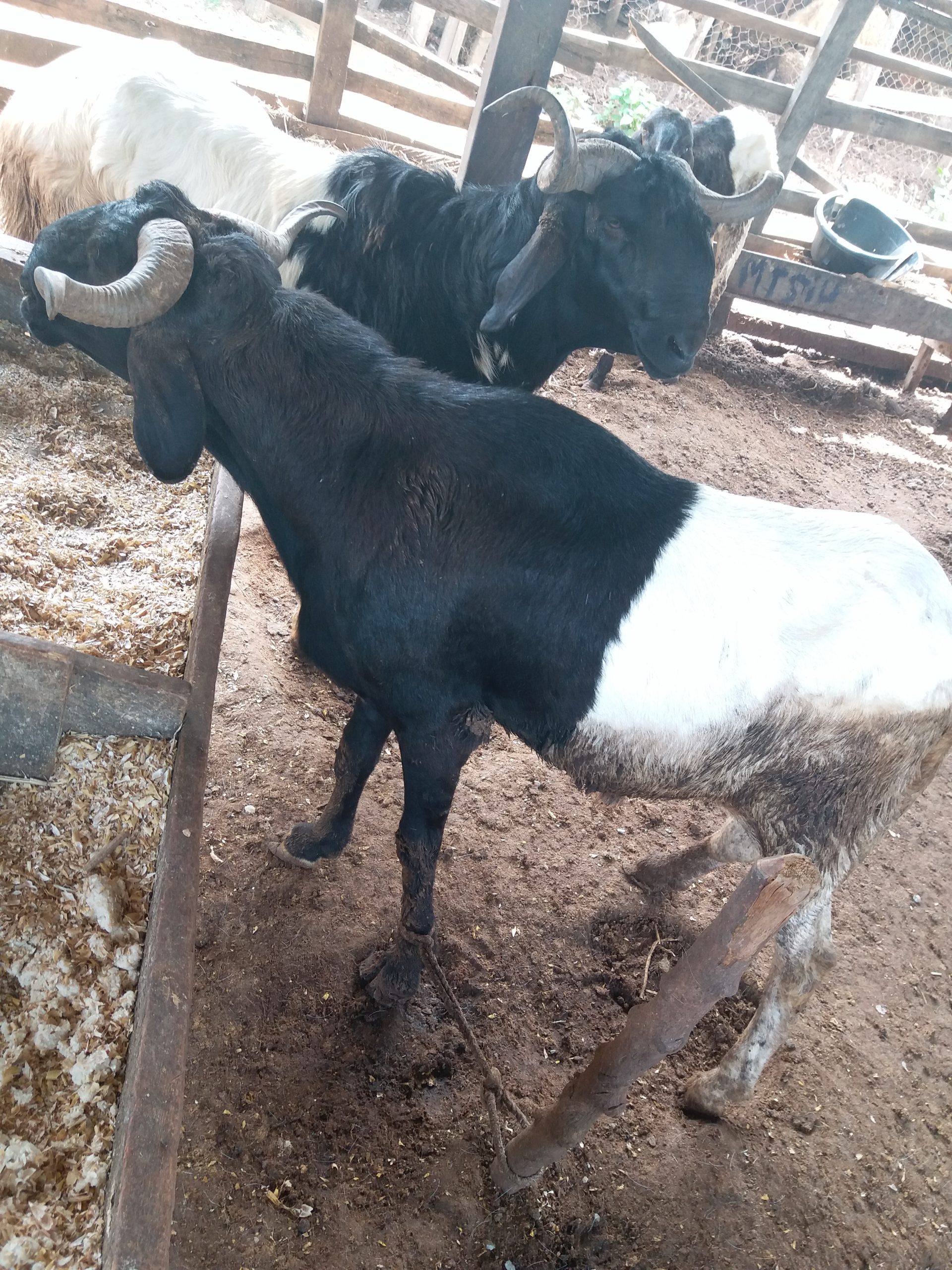 Large Sheep (ram) - Grabb Livestock