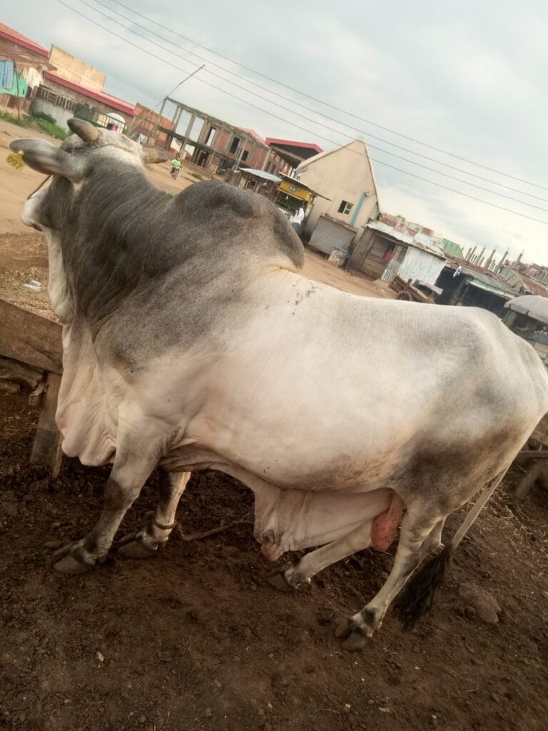 Cow - Grabb Livestock