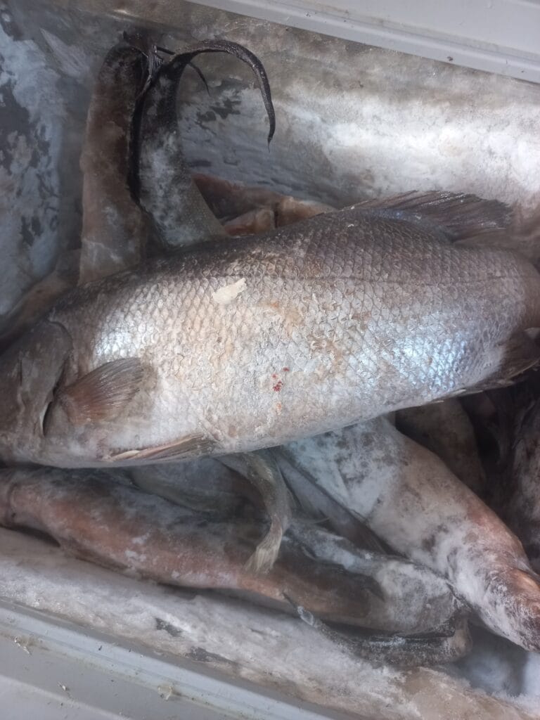 Frozen Giwa-ruwa Fish - Grabb Livestock