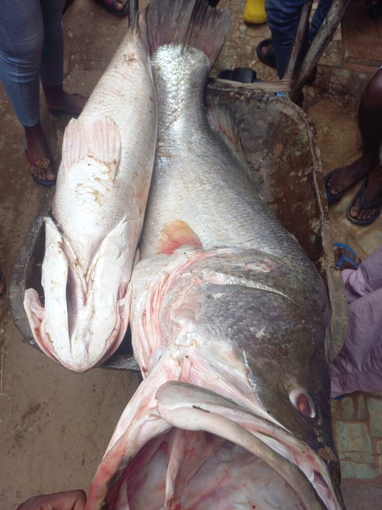 Fresh Giwa-Ruwa River fish - Grabb247
