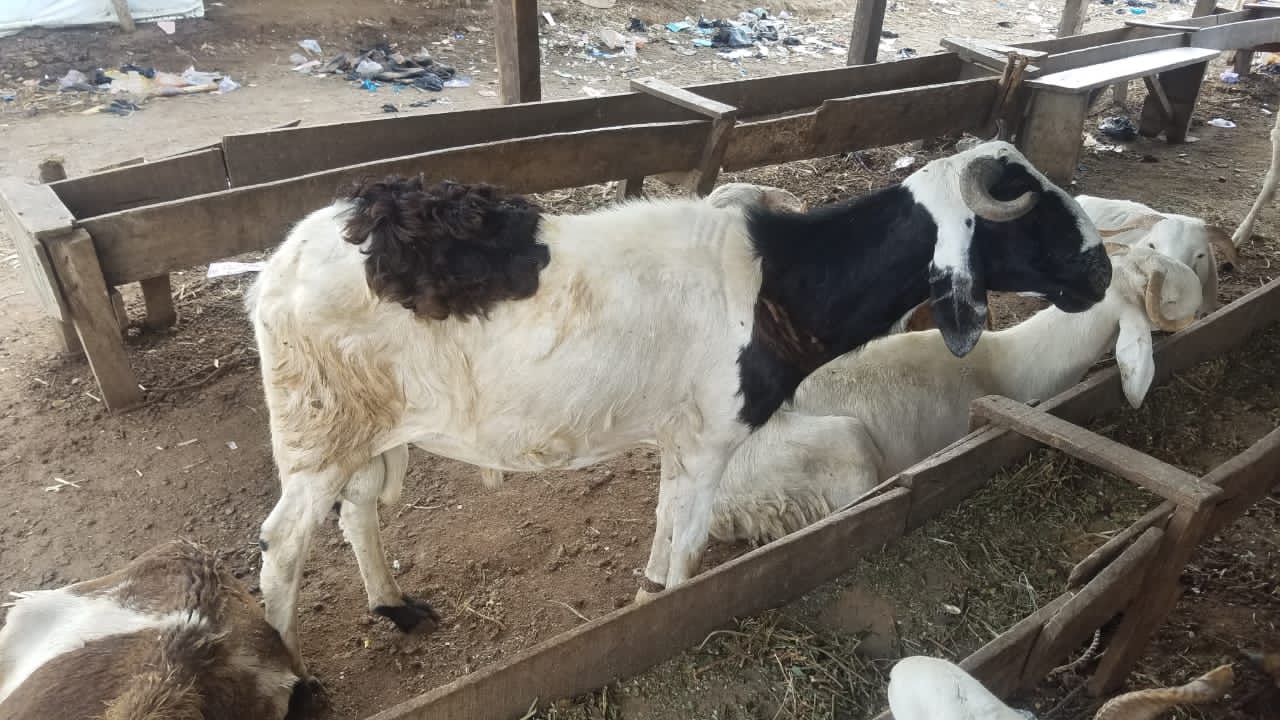 Small Sheep - Grabb Livestock
