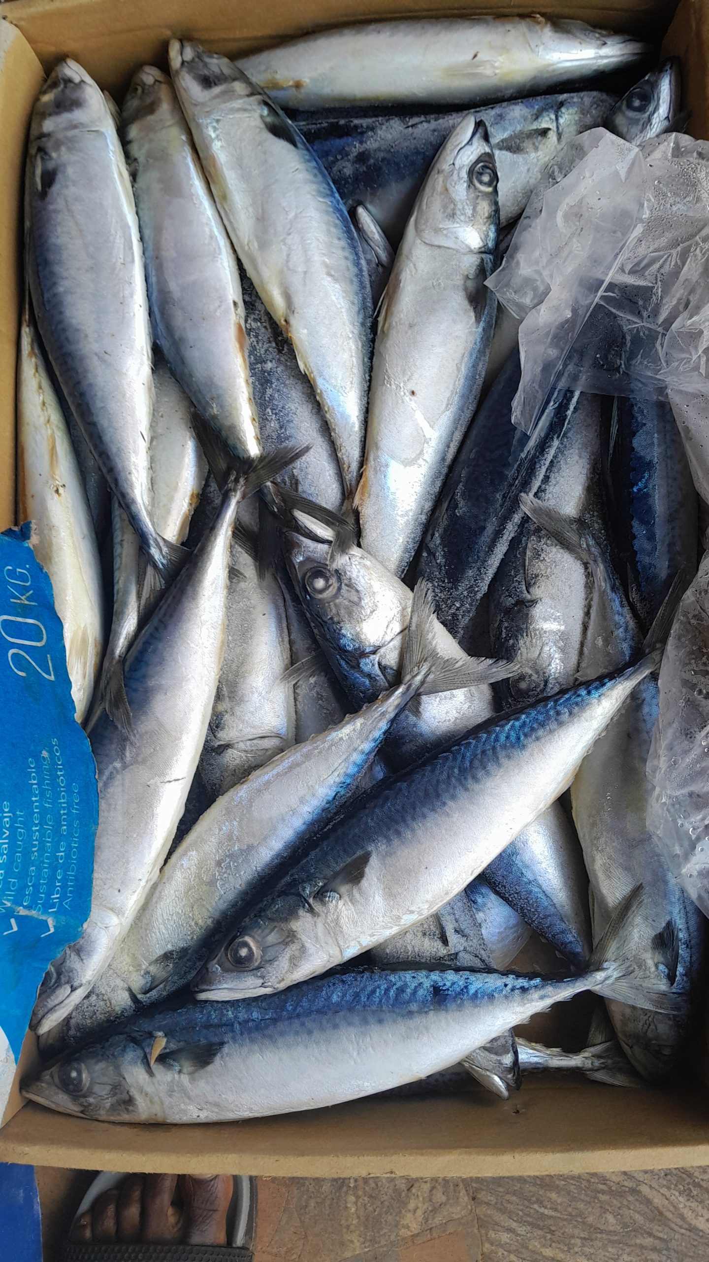 Titus (Mackerel) fish - Grabb Livestock